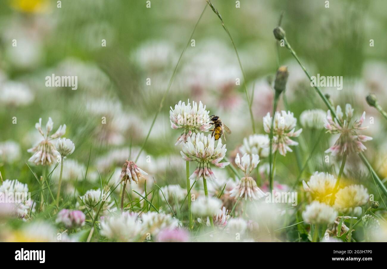 Honey Bee pollinating a clover flower Stock Photo - Alamy