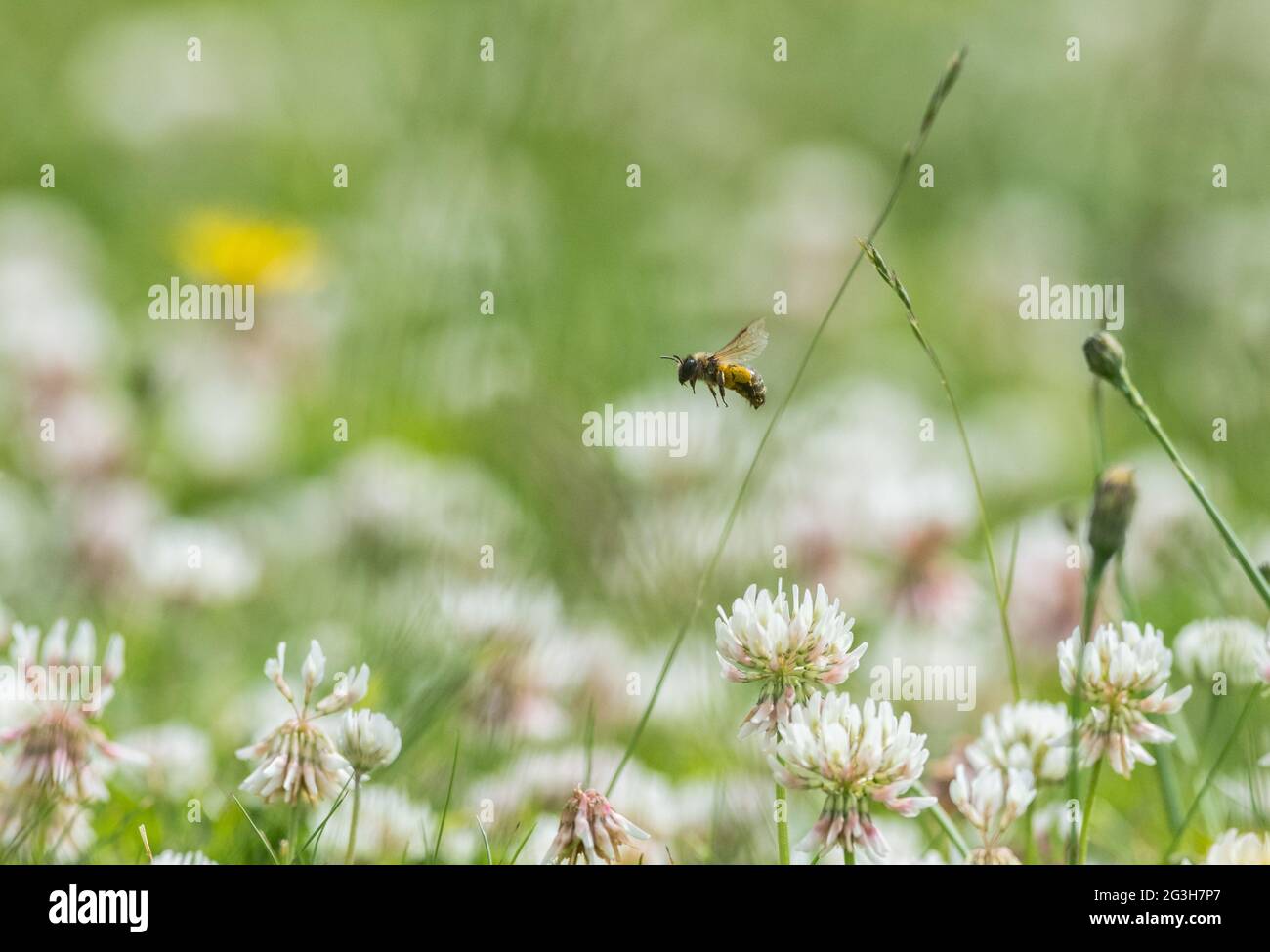 Honey Bee pollinating a clover flower Stock Photo - Alamy