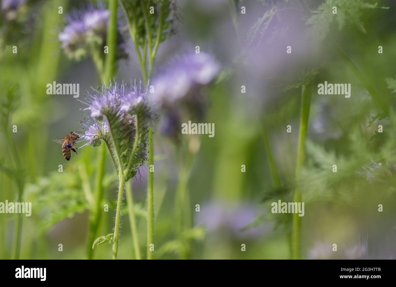 Honey Bee pollinating a Lacy Phacelia wild flower Stock Photo - Alamy