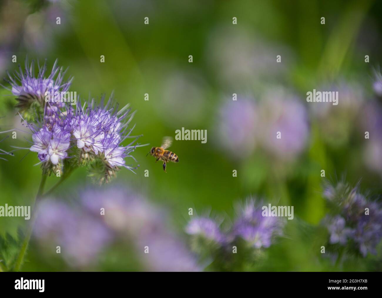Honey Bee pollinating a Lacy Phacelia wild flower Stock Photo - Alamy