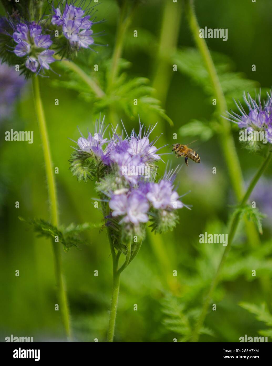 Honey Bee pollinating a Lacy Phacelia wild flower Stock Photo - Alamy