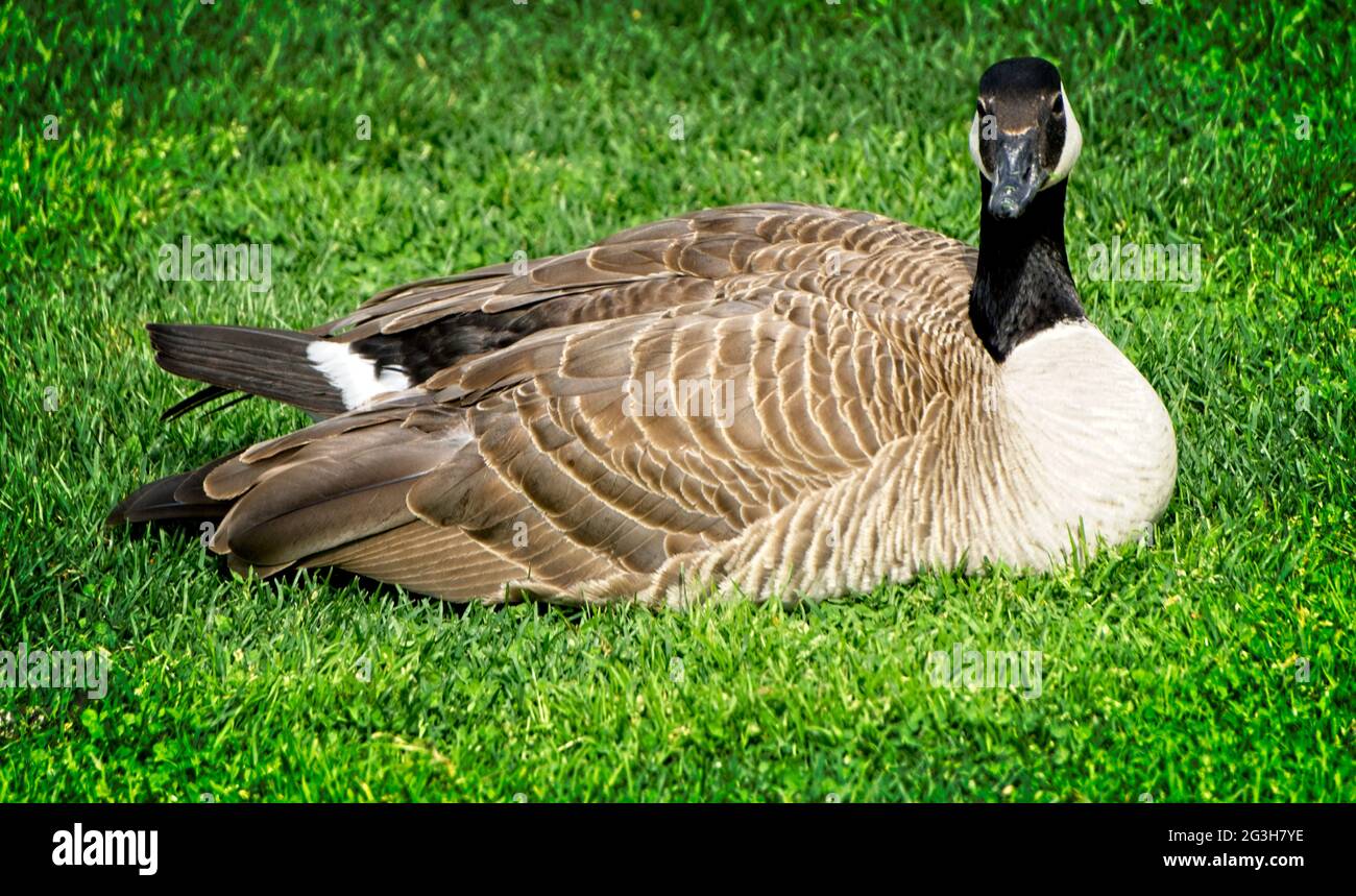 Goose zoo hi-res stock photography and images - Alamy