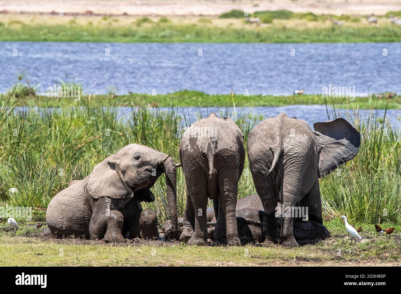 A group of young African Elephants, Loxodonta Africana, wallow in the ...