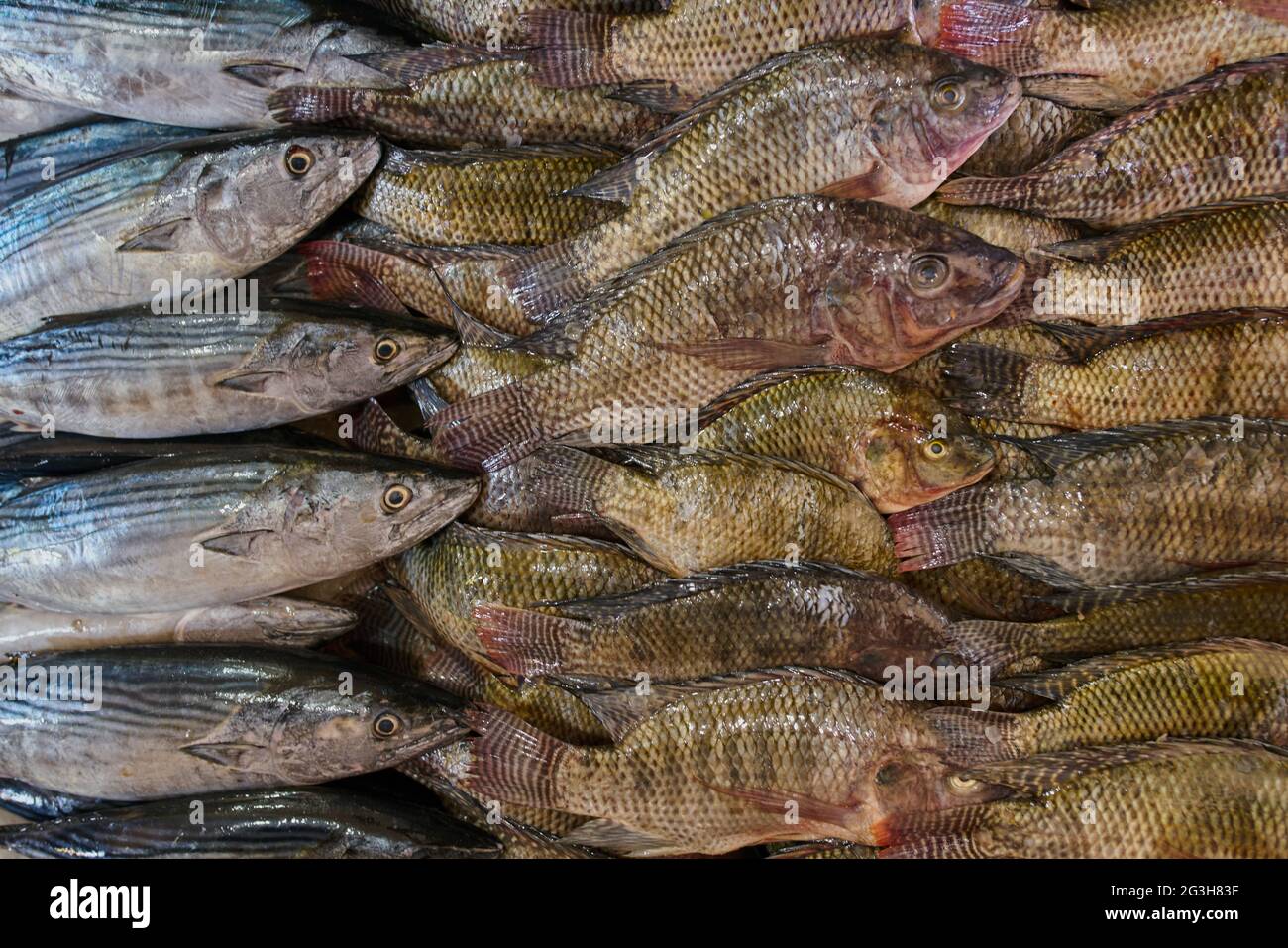 Fresh fish stacked inside a cooler Stock Photo - Alamy