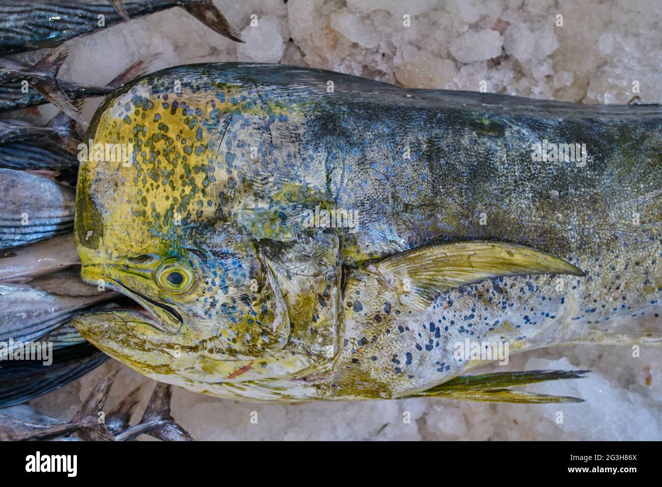 Fresh fish stacked inside a cooler Stock Photo - Alamy