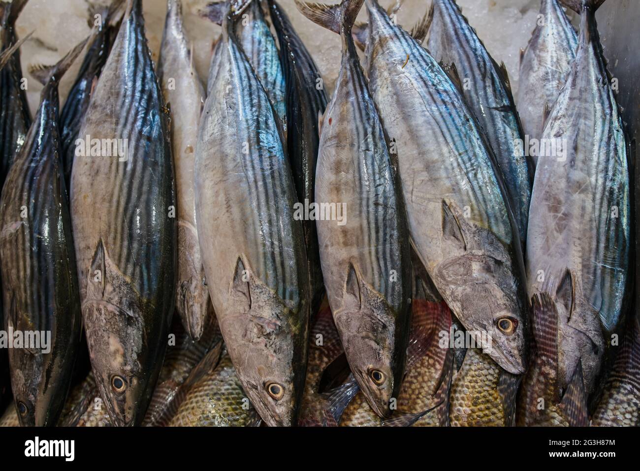 Fresh fish stacked inside a cooler Stock Photo - Alamy