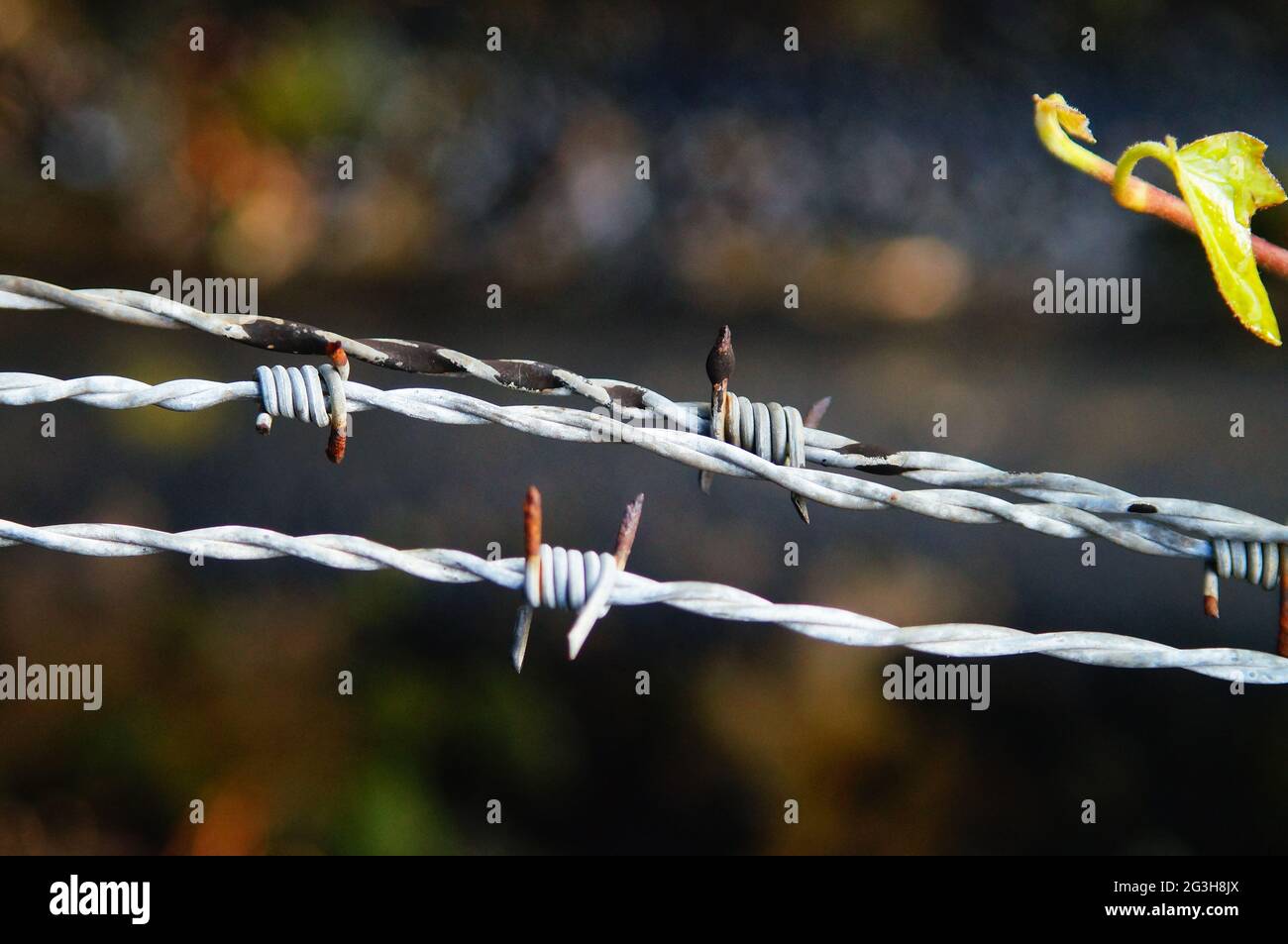 Barbed barrier hi-res stock photography and images - Alamy