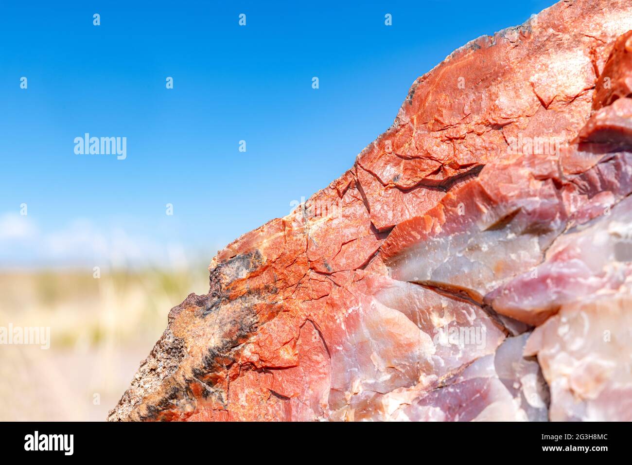Petrified trees within the Petrified Forest National Park show their ...