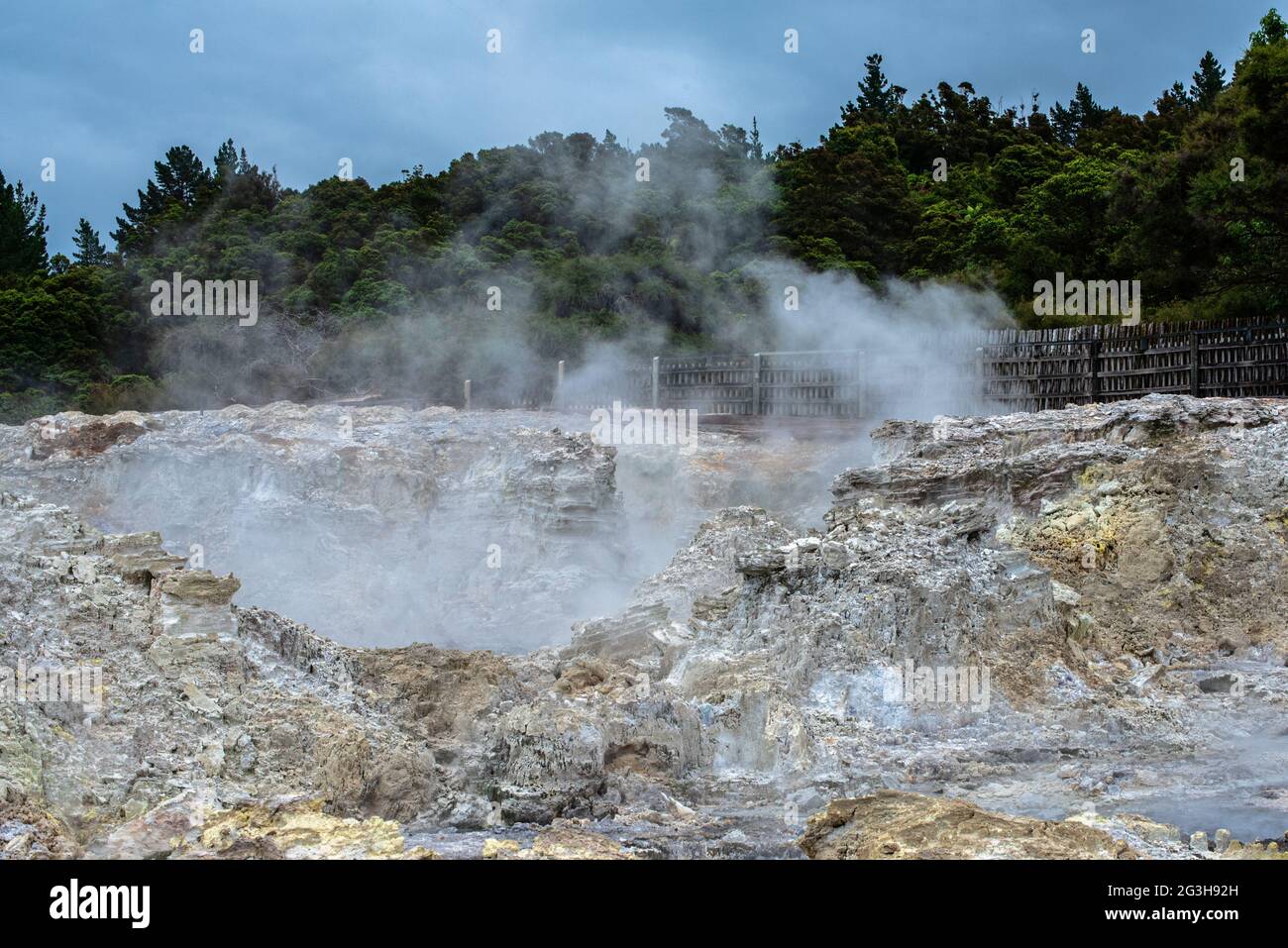 Hot steam rises from Geothermal pools at Hells Gate, NZ Stock Photo - Alamy