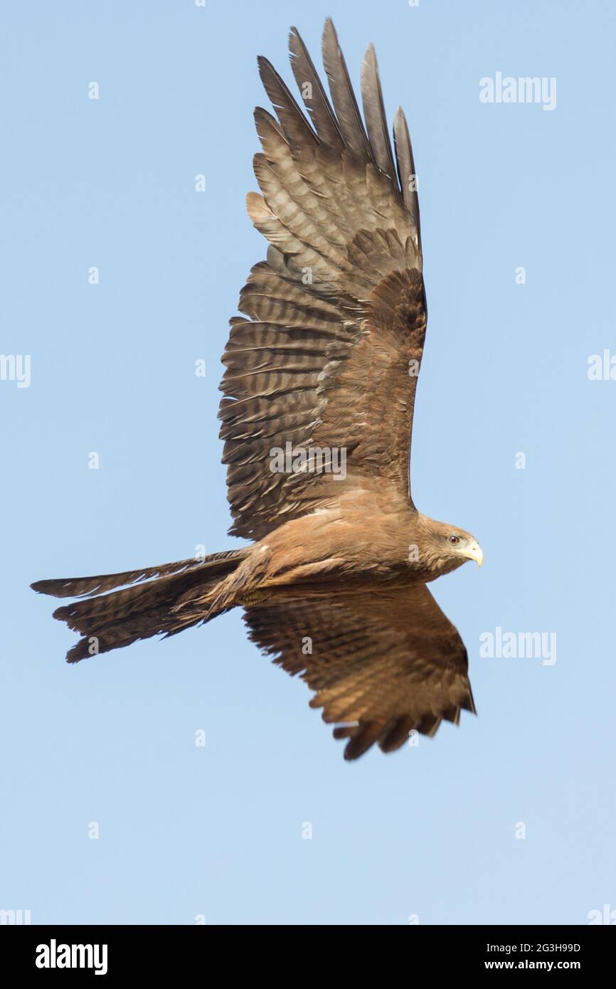 Amora hi-res stock photography and images - Alamy