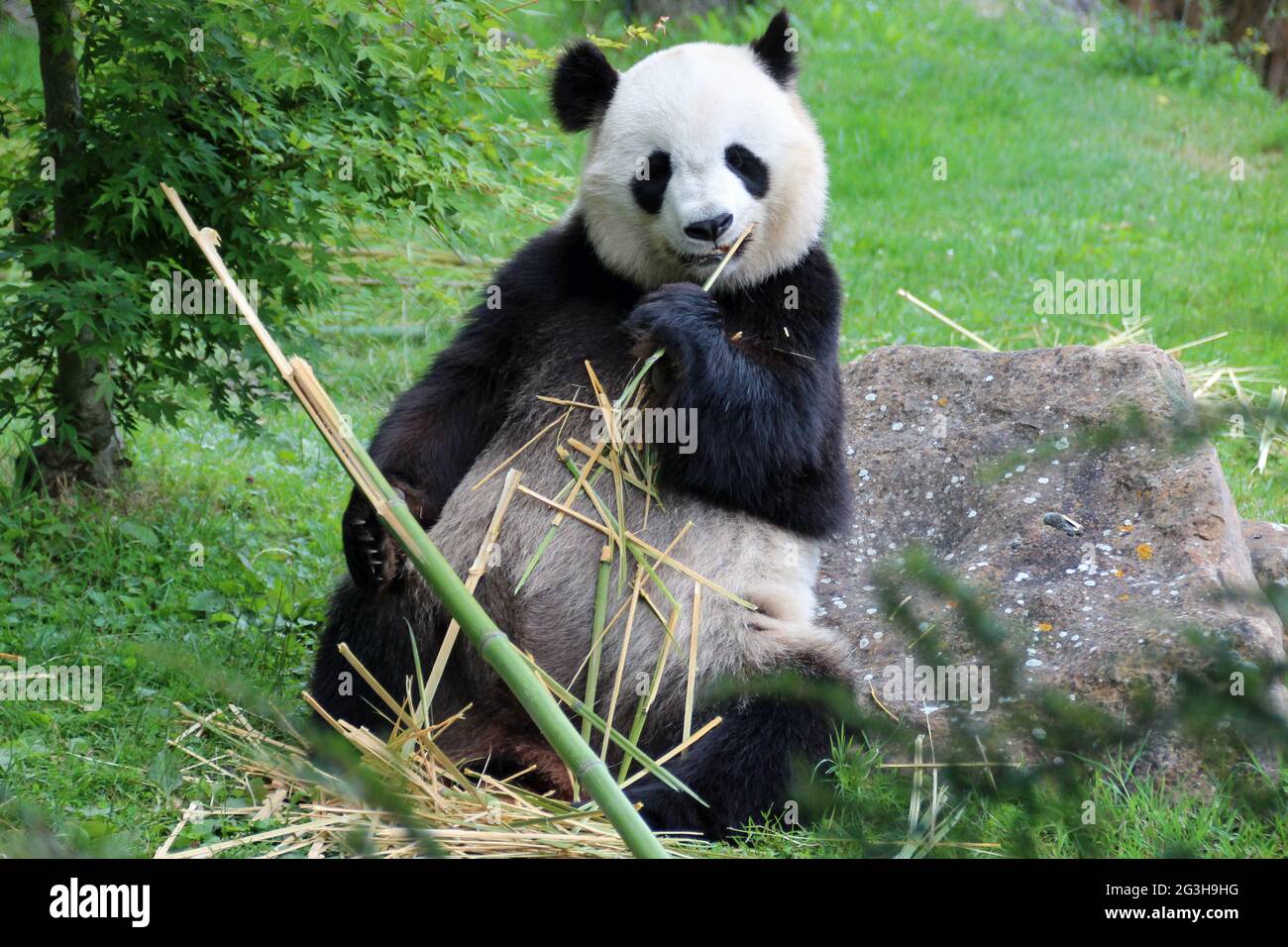 giant panda in a zoo in france Stock Photo - Alamy