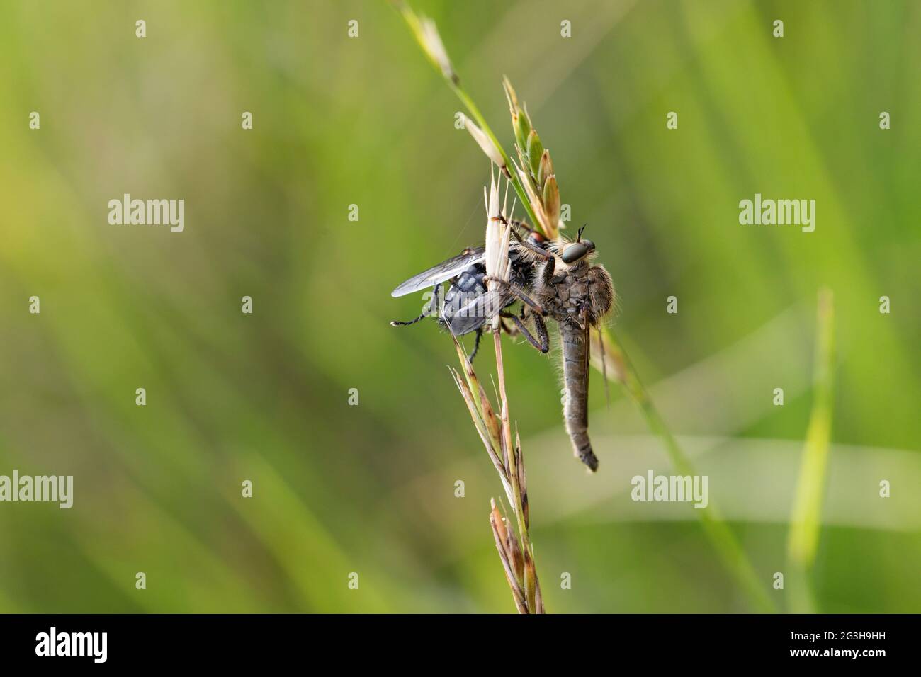 Predatory Robber fly Asilidae Machimus having caught a prey Stock Photo ...