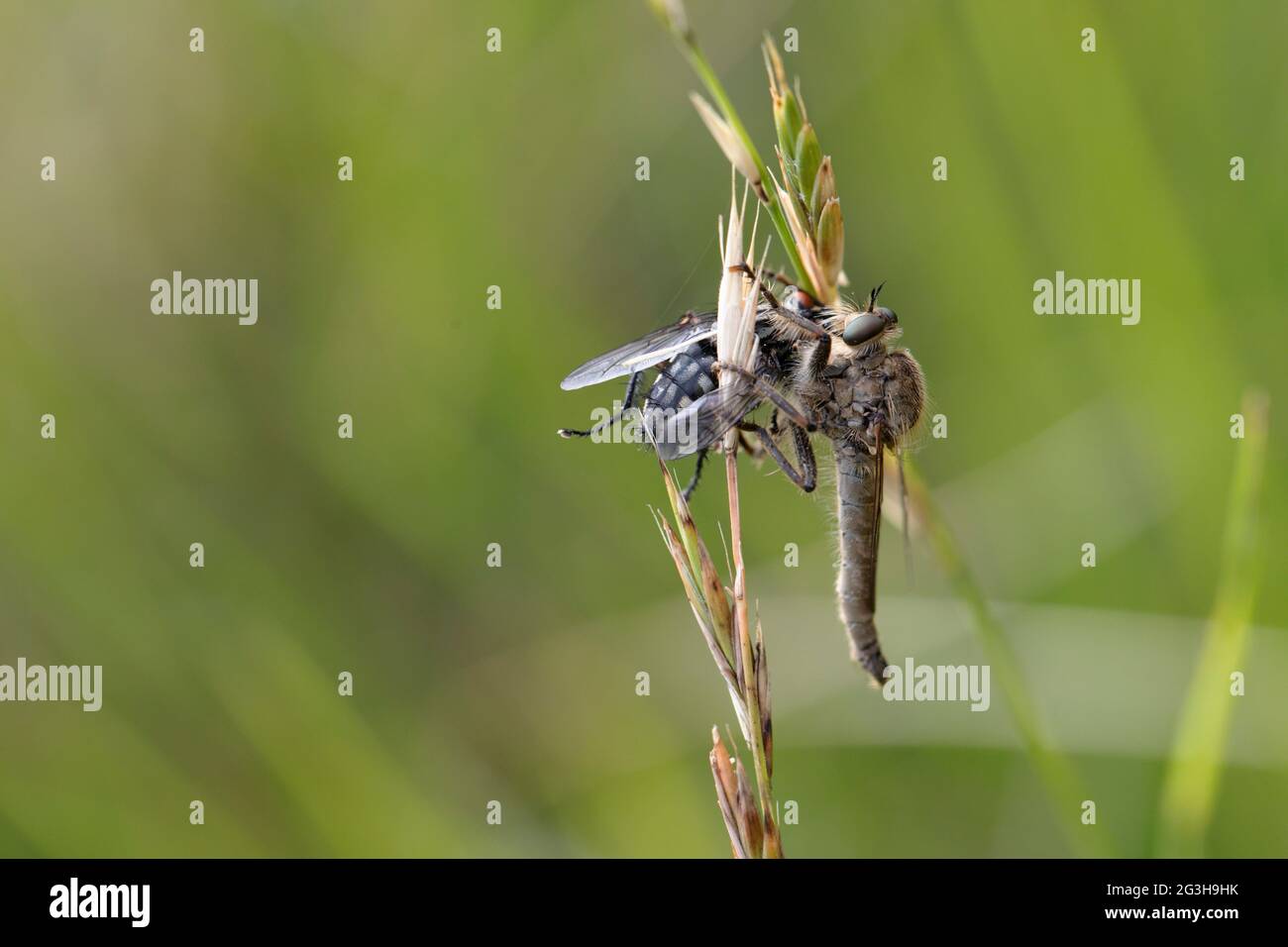 Predatory Robber fly Asilidae Machimus having caught a prey Stock Photo ...