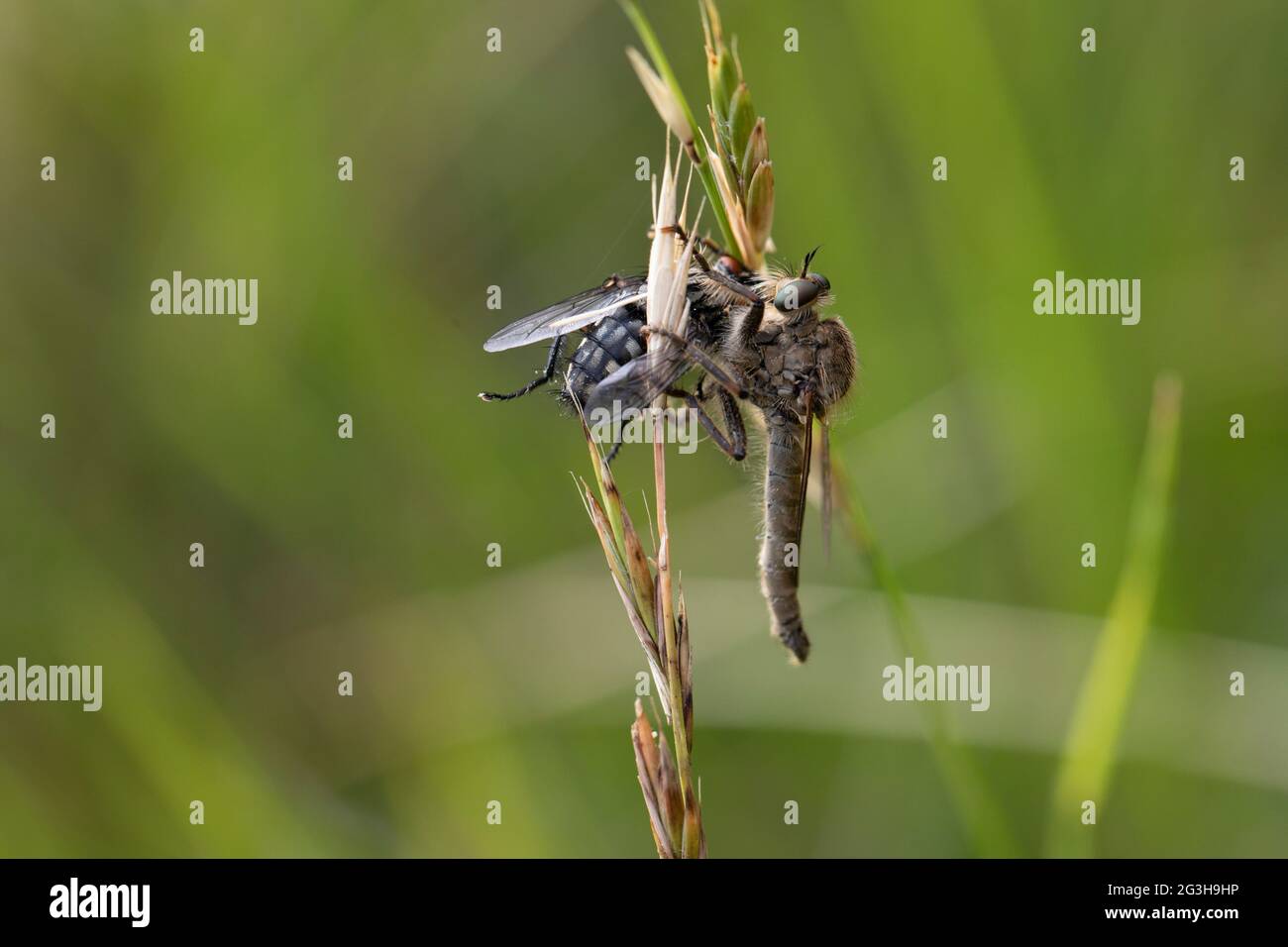 Predatory Robber fly Asilidae Machimus having caught a prey Stock Photo ...