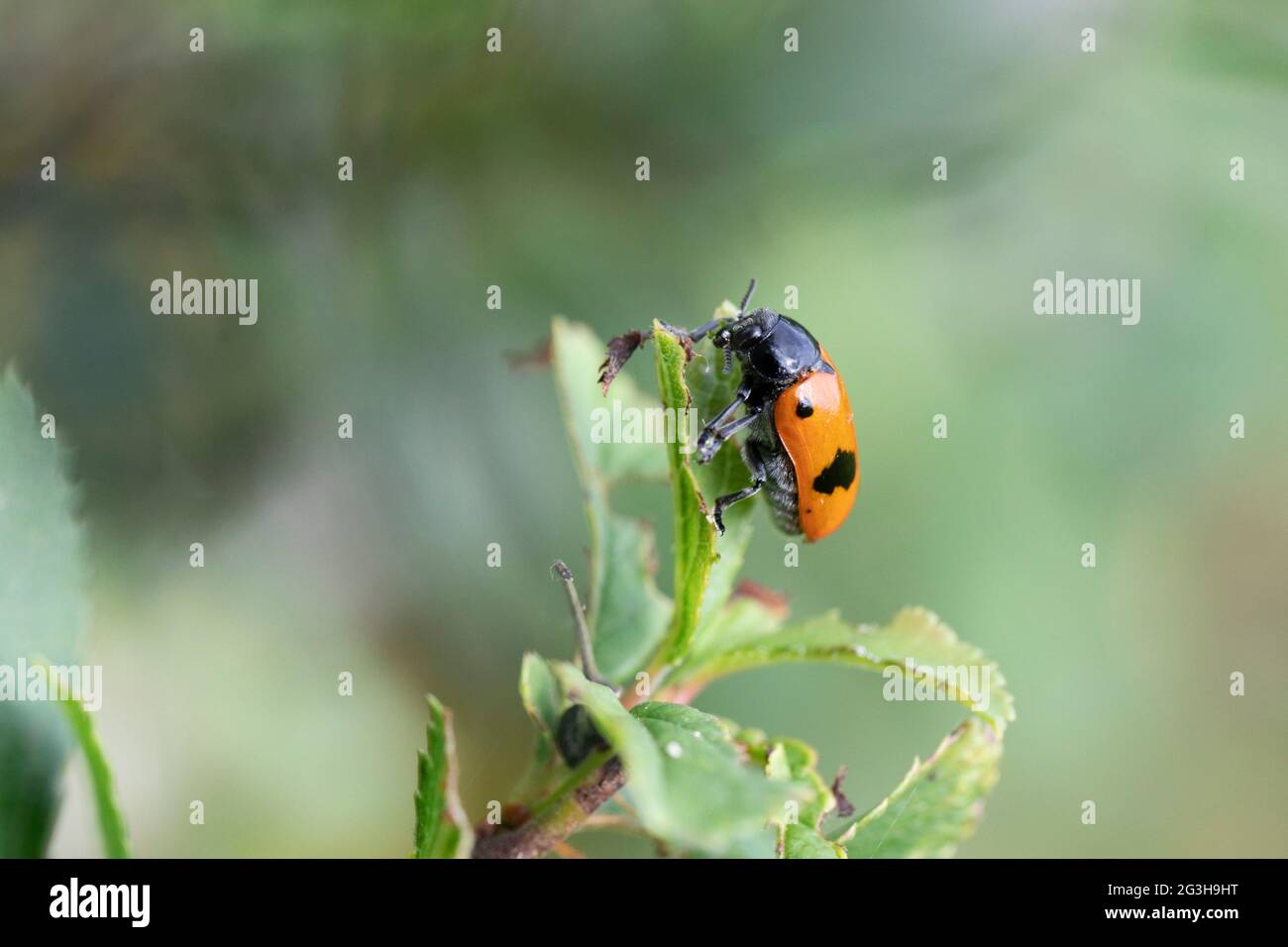 Ant beetle hi-res stock photography and images - Alamy