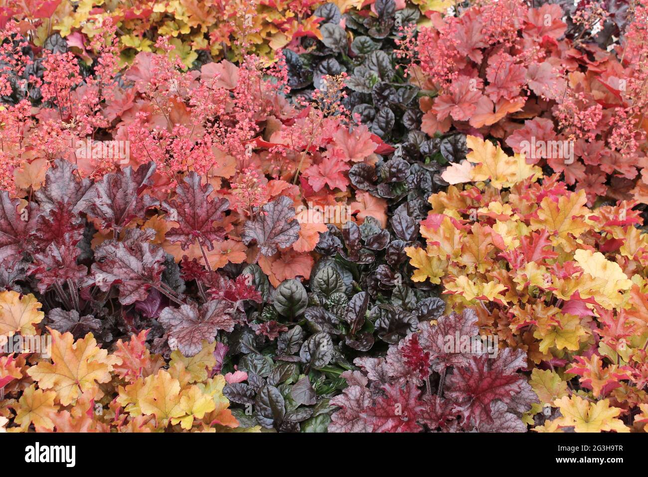 Red leaf plants hi-res stock photography and images - Alamy