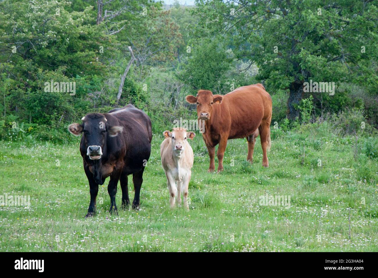 Three cows with different colours on a green field looking to the ...