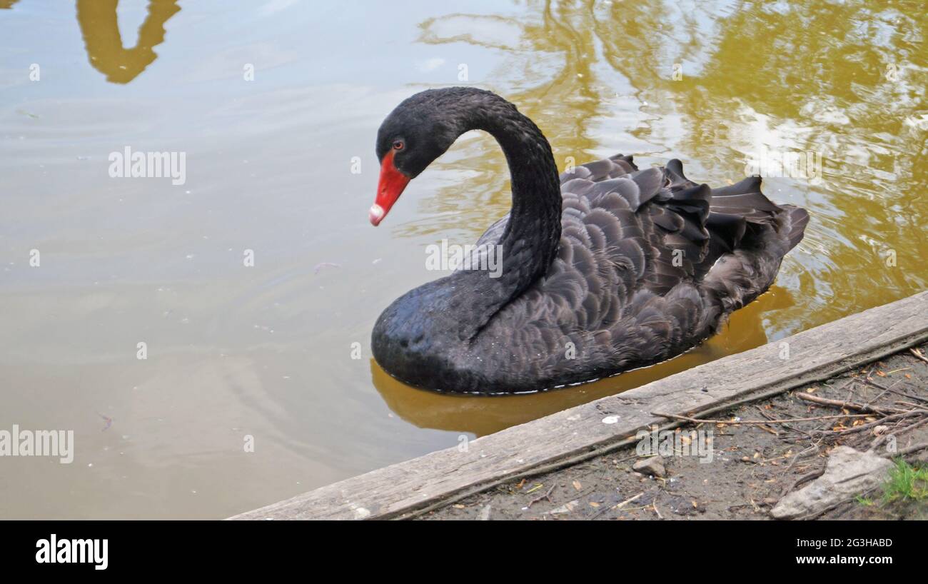Swans with black and white feathers swim on the lake on a sunny summer ...