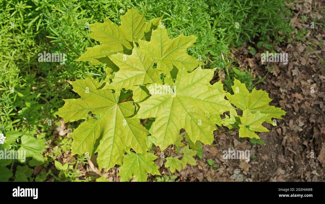 Small maple tree with beautiful green leaves in a meadow on a sunny ...
