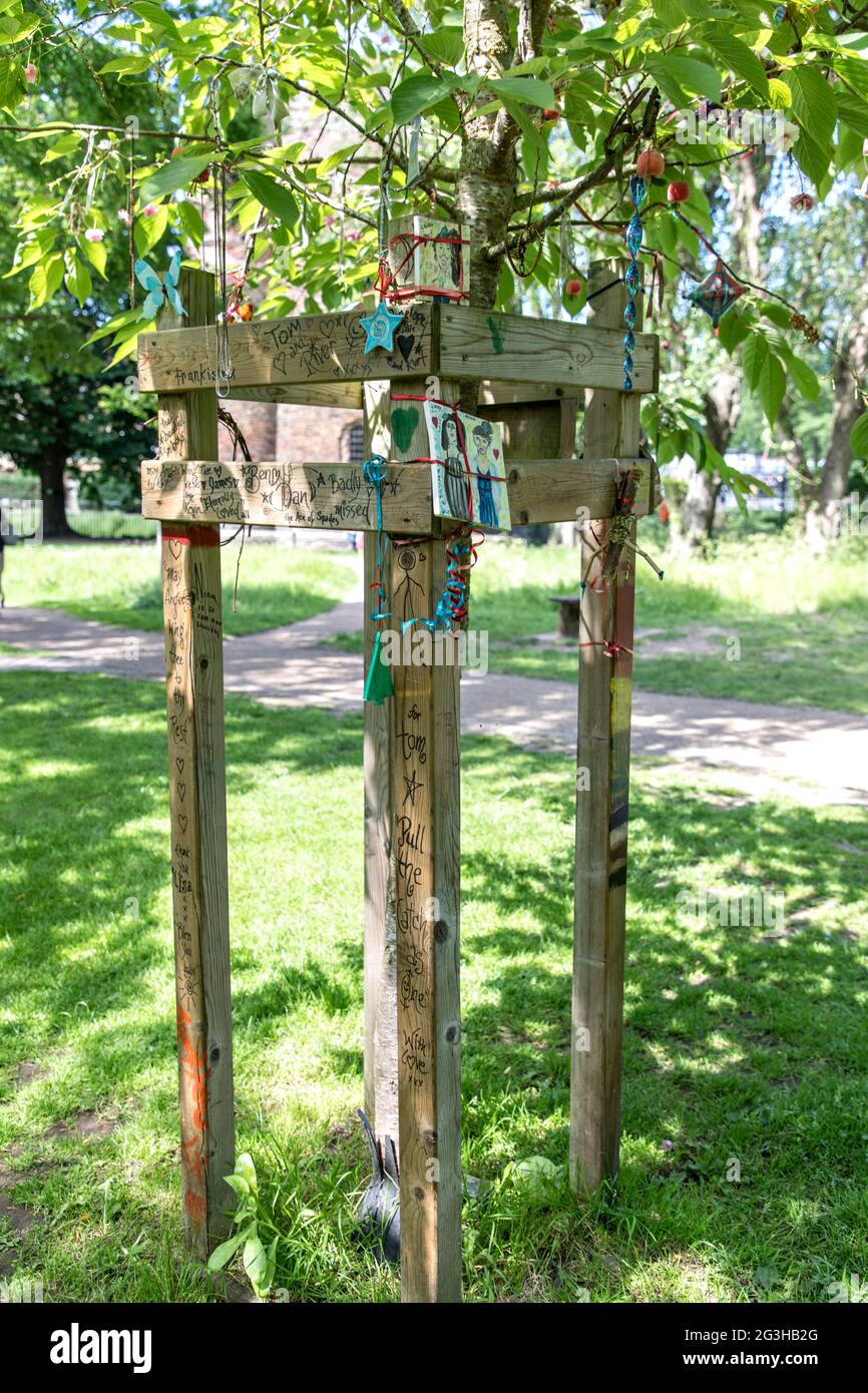 A Japanese cherry blossom tree planted in memorial to Tom Richardson ...