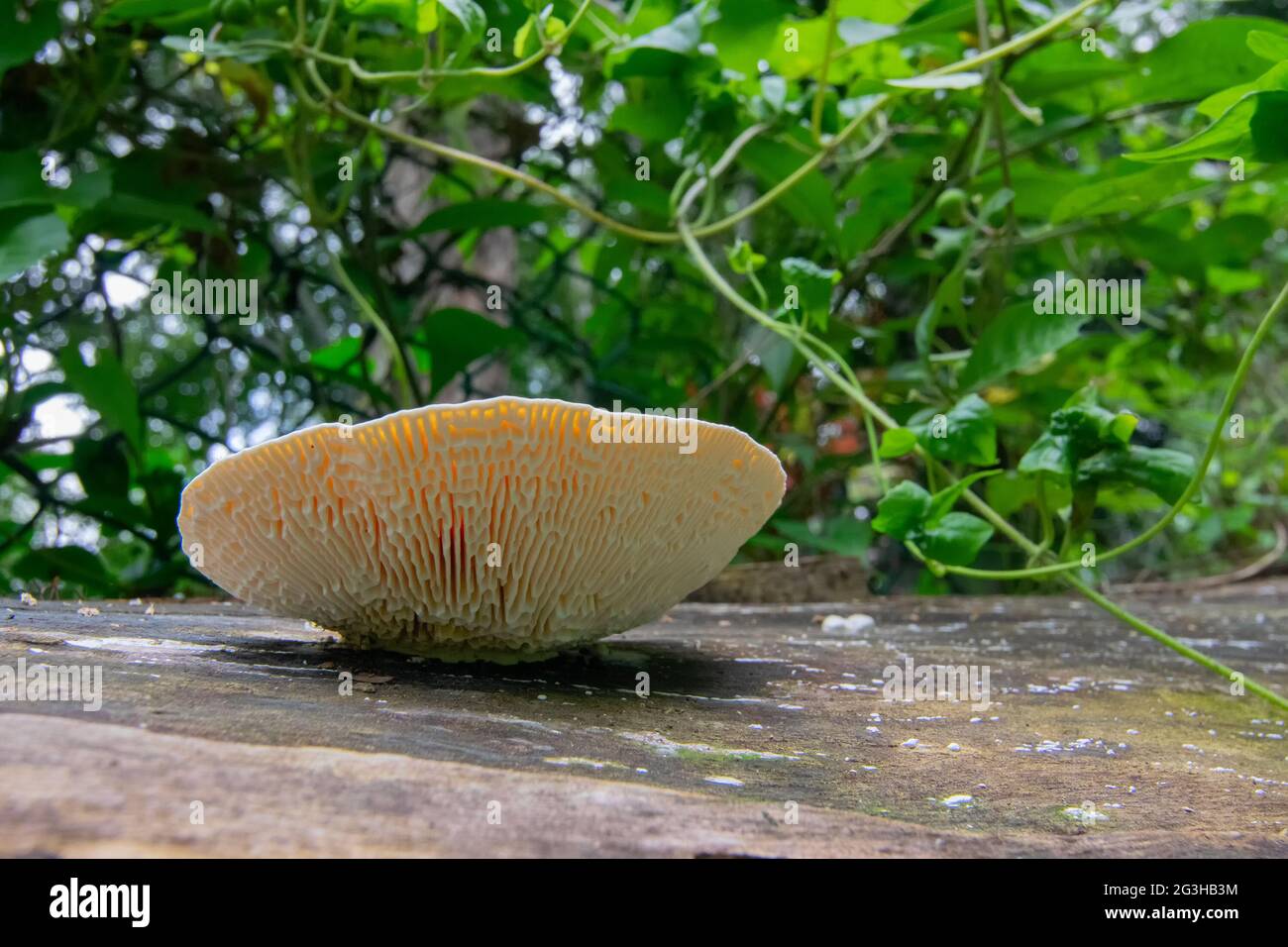 Sideview of round fungus on brown tree trunk, nature stock image - shot ...
