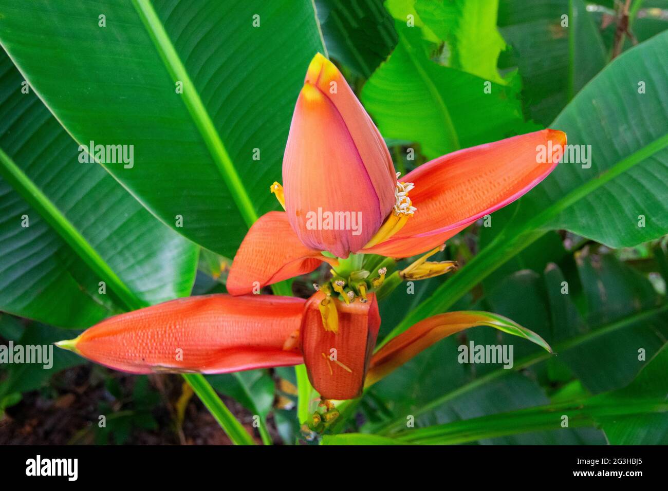 Indian banana tree hi-res stock photography and images - Alamy