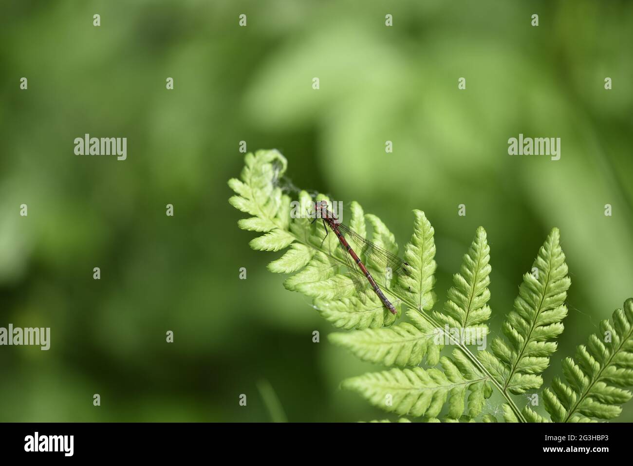 June leaf hi-res stock photography and images - Alamy