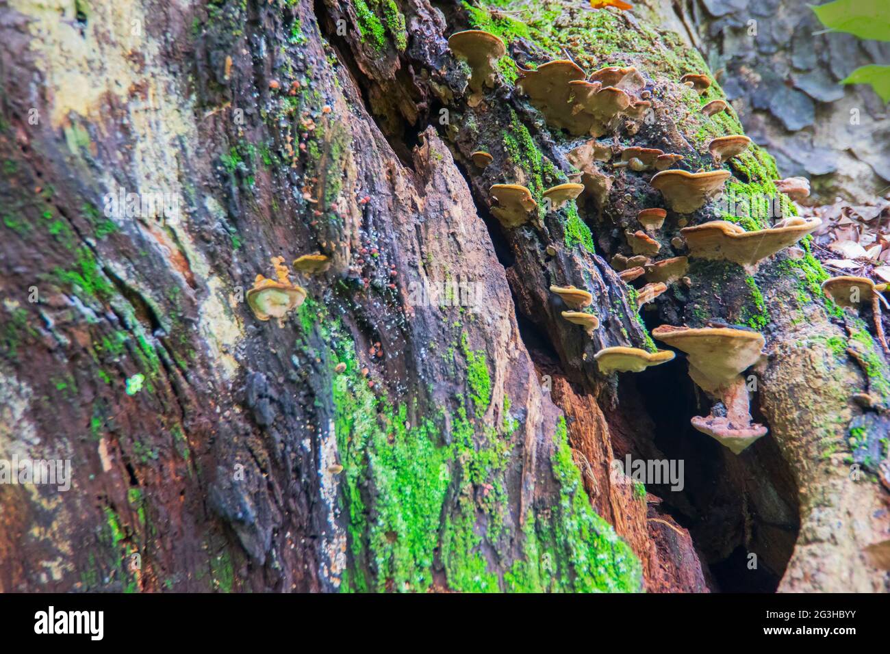 Fungus on brown big tree trunk, nature stock image - shot at Howrah ...