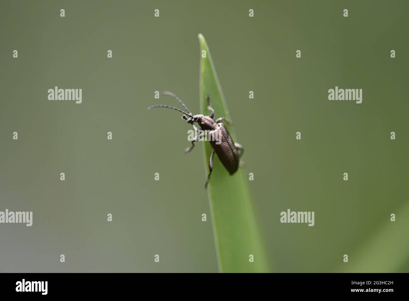 Washing Beetle High Resolution Stock Photography and Images - Alamy