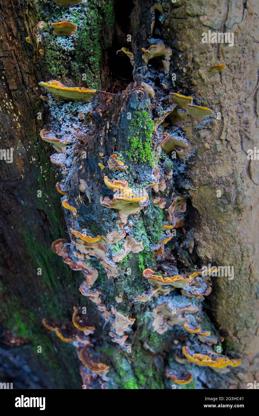 Indian fungus hi-res stock photography and images - Alamy