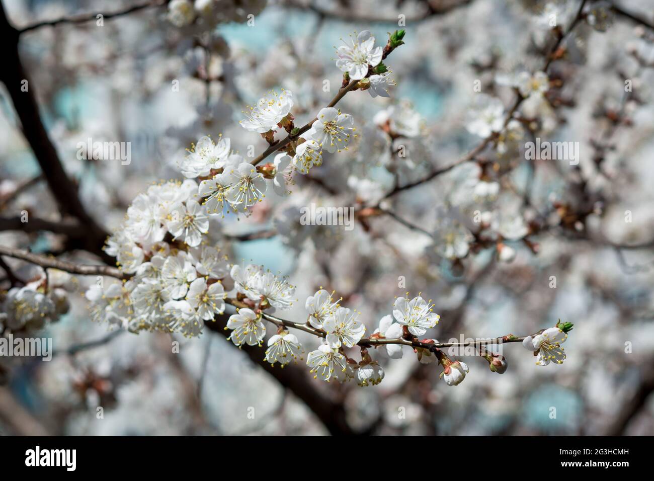 Branches of a blossoming tree with white flowers Stock Photo - Alamy