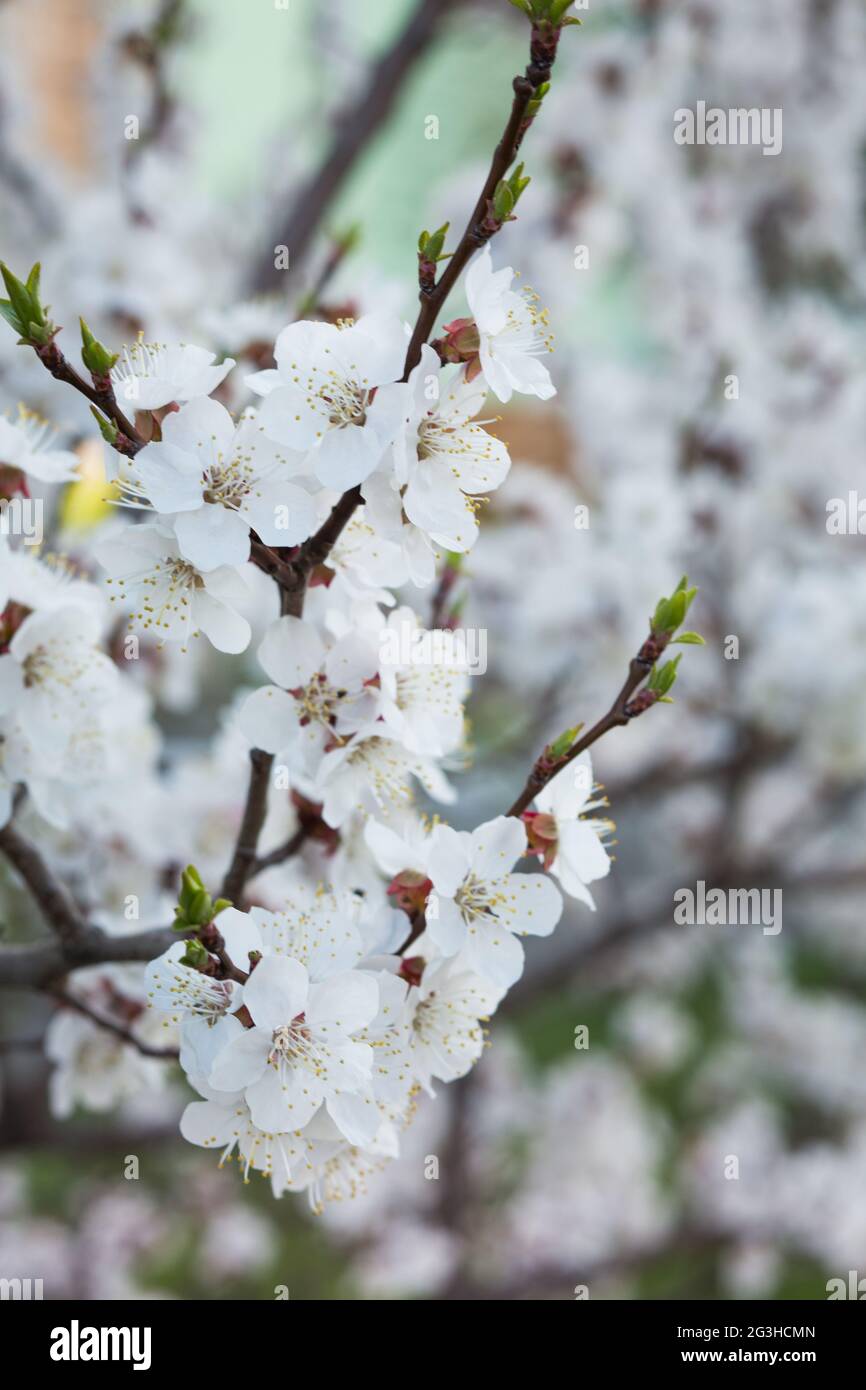 Blossoming apple branch white hi-res stock photography and images - Alamy