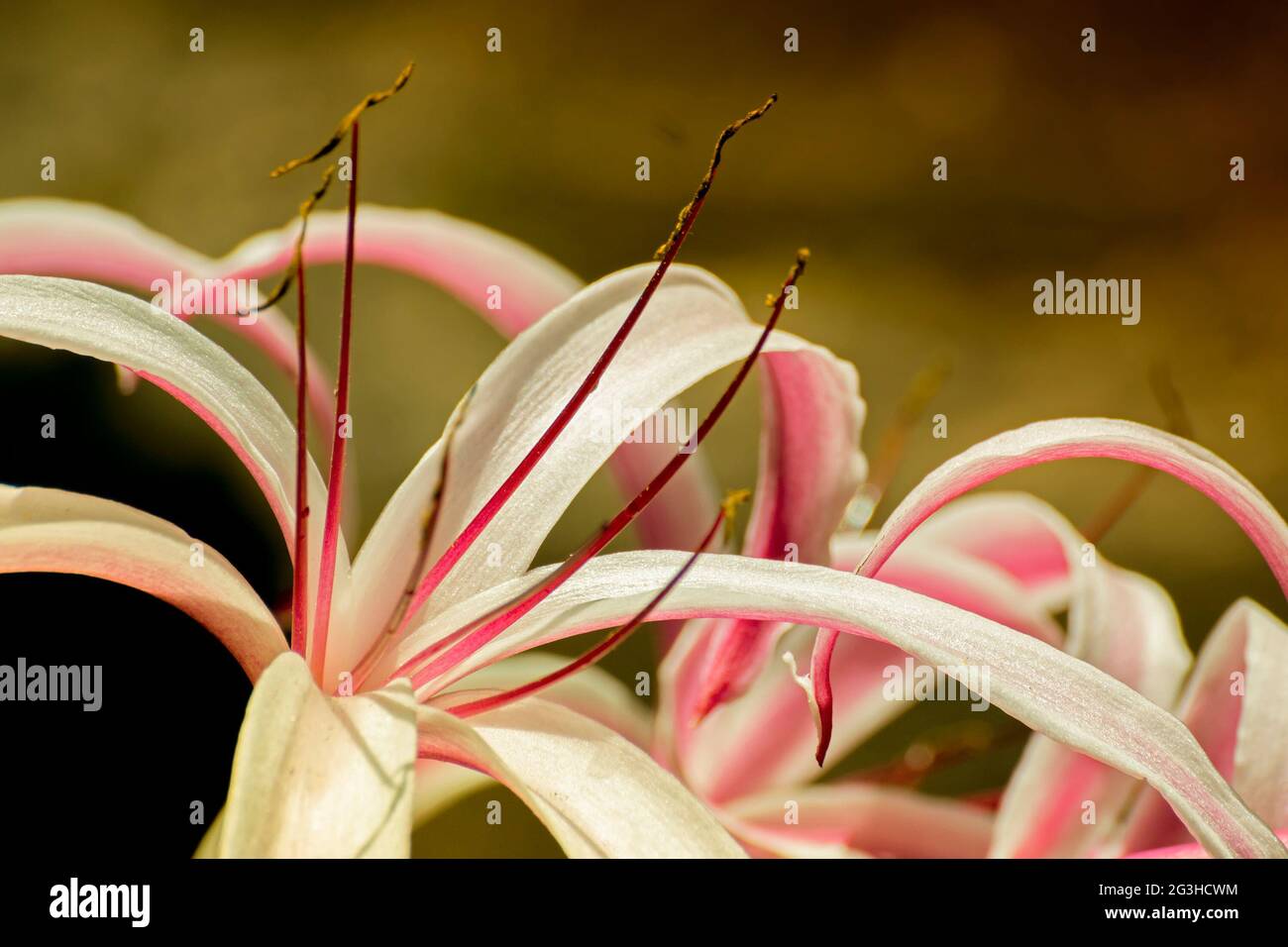 Lilium candidum india hi-res stock photography and images - Alamy