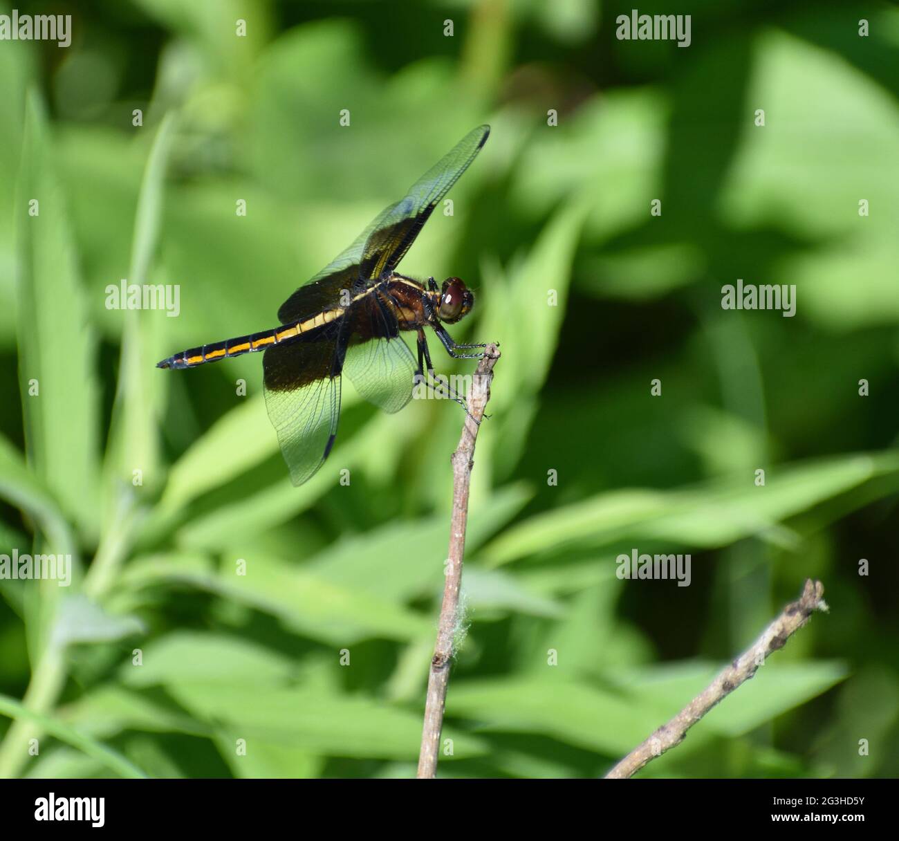 Female Widow Skimmer Dragonfly (Libellula luctuosa). Picture taken in ...