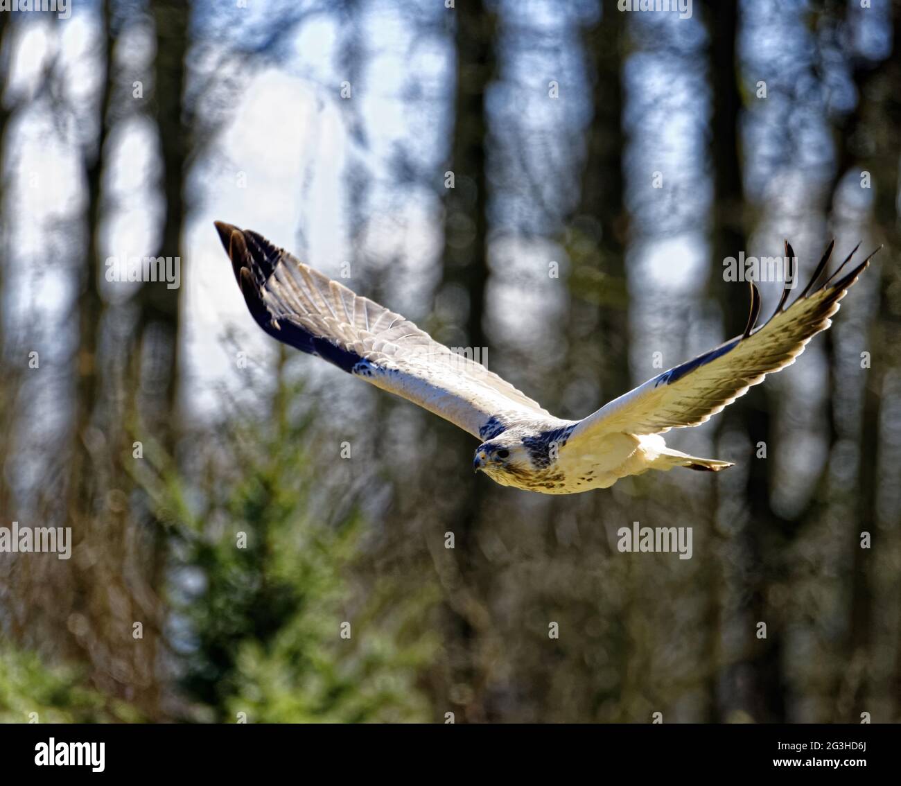 MÃ¤usebussard (buteo buteo Stock Photo - Alamy
