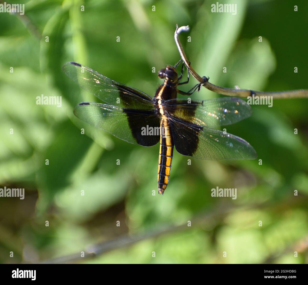 Female Widow Skimmer Dragonfly (Libellula luctuosa). Picture taken in ...