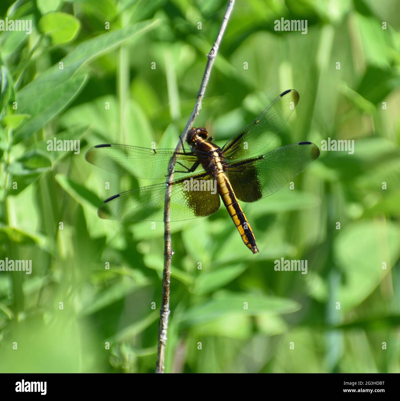 Female Widow Skimmer Dragonfly (Libellula luctuosa). Picture taken in ...