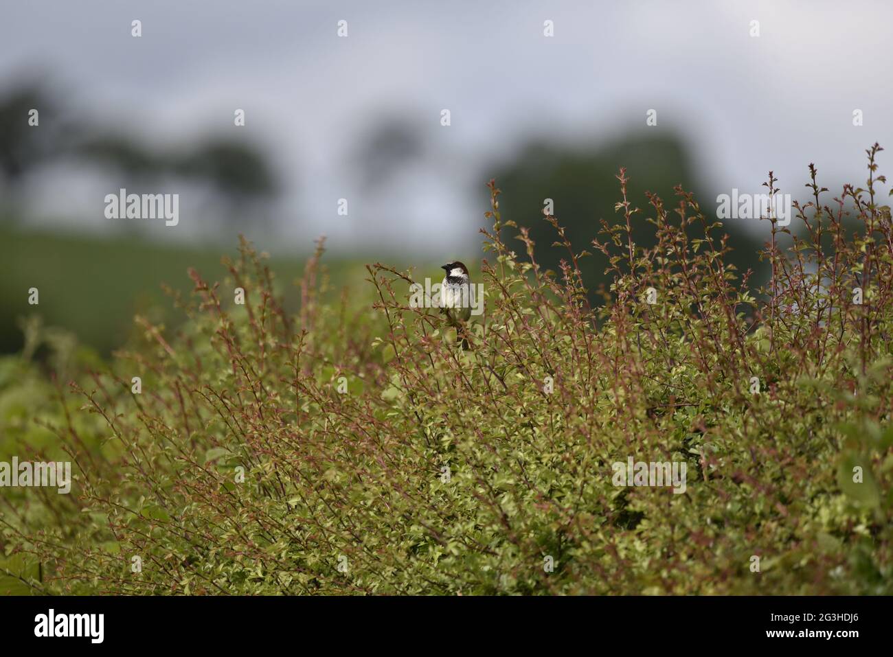 Distant View of Facing Male House Sparrow (Passer domesticus) Perched ...