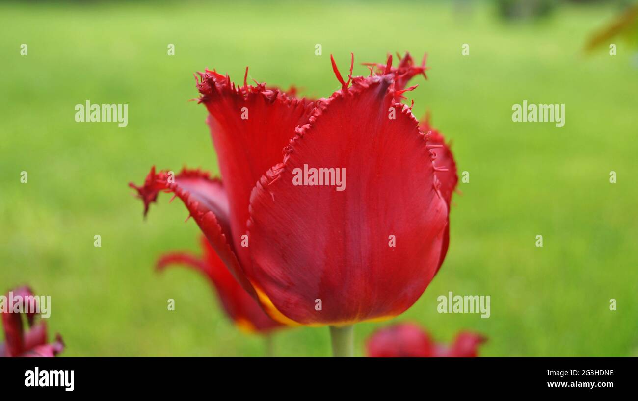 Tulip flower with delicate red, yellow, white, pink and lilac petals in ...