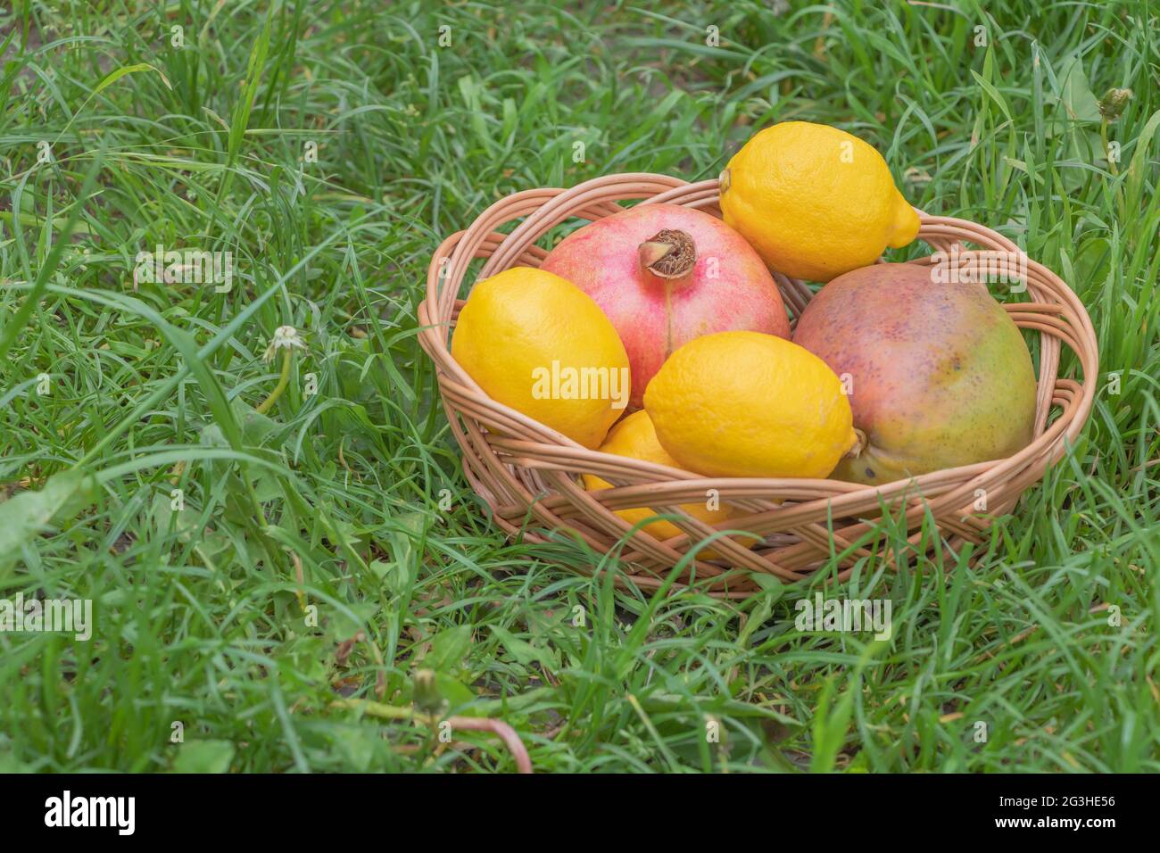 Mango lemon and pomegranate fruits in the bakset with grass background ...