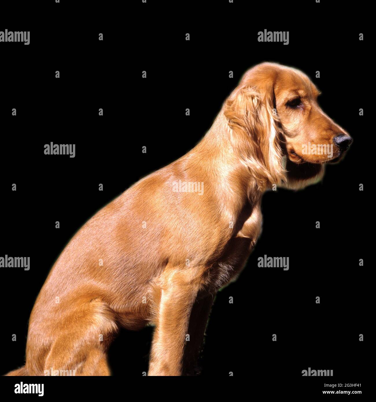 Red and white cocker spaniel hi-res stock photography and images - Alamy