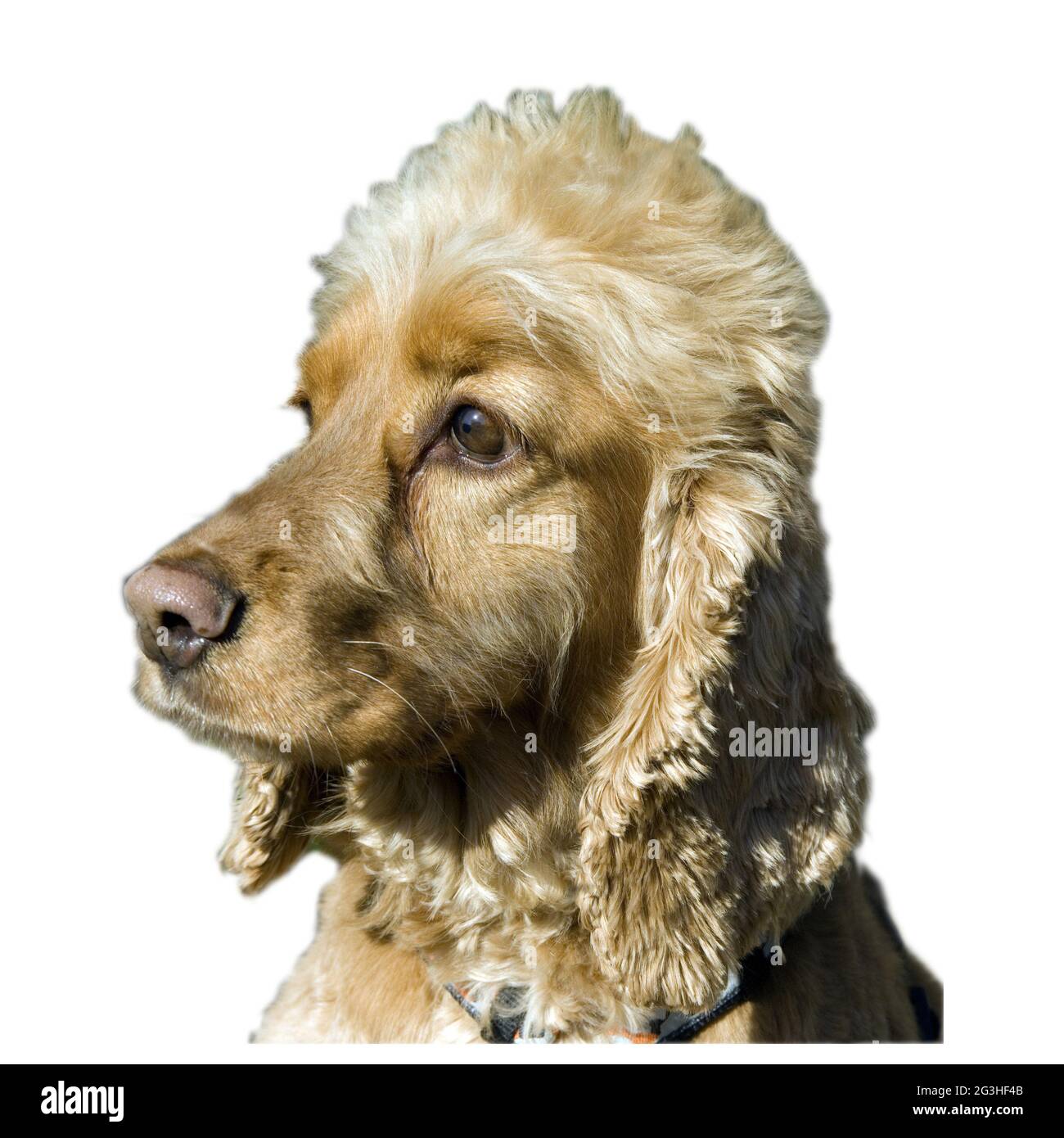 Red and white cocker spaniel hi-res stock photography and images - Alamy