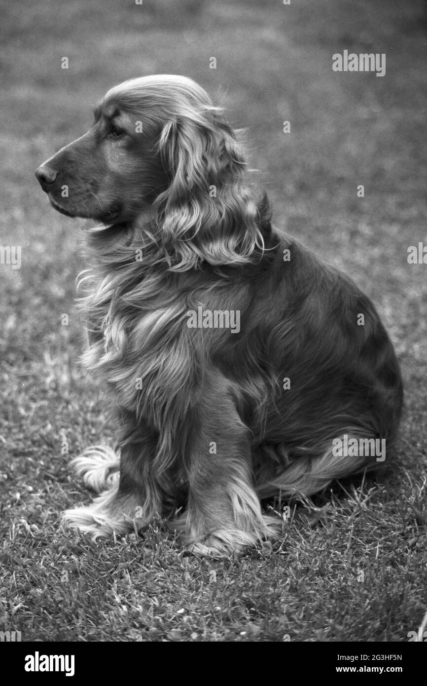 Red cocker spaniel Black and White Stock Photos & Images - Alamy