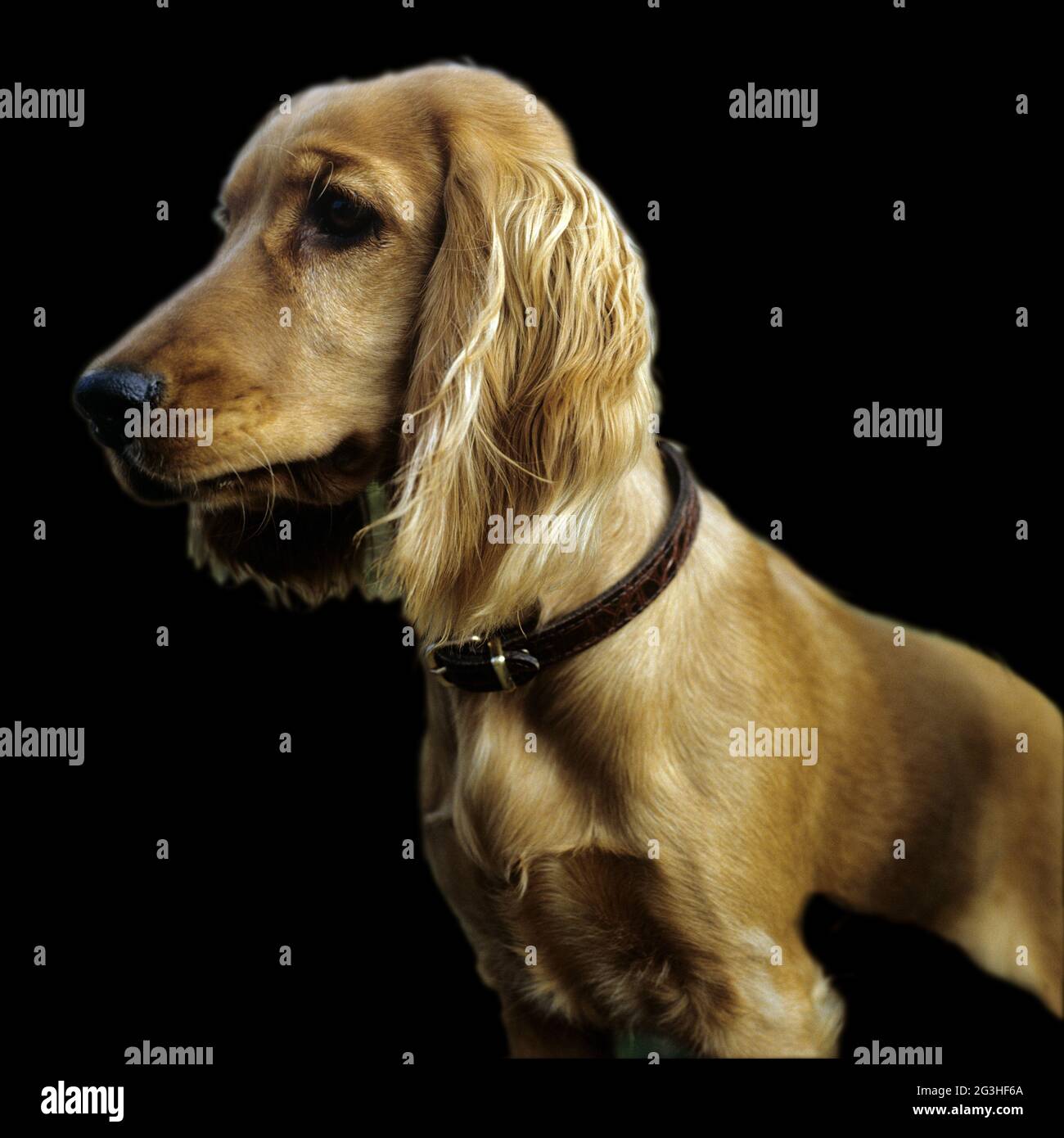 Red cocker hi-res stock photography and images - Alamy