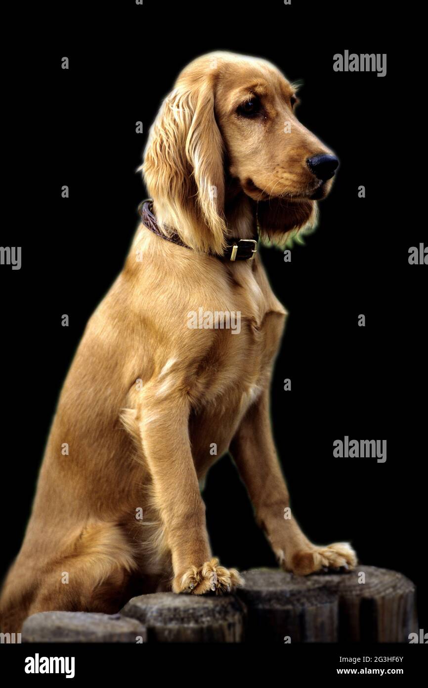 Red english cocker spaniel hi-res stock photography and images - Alamy