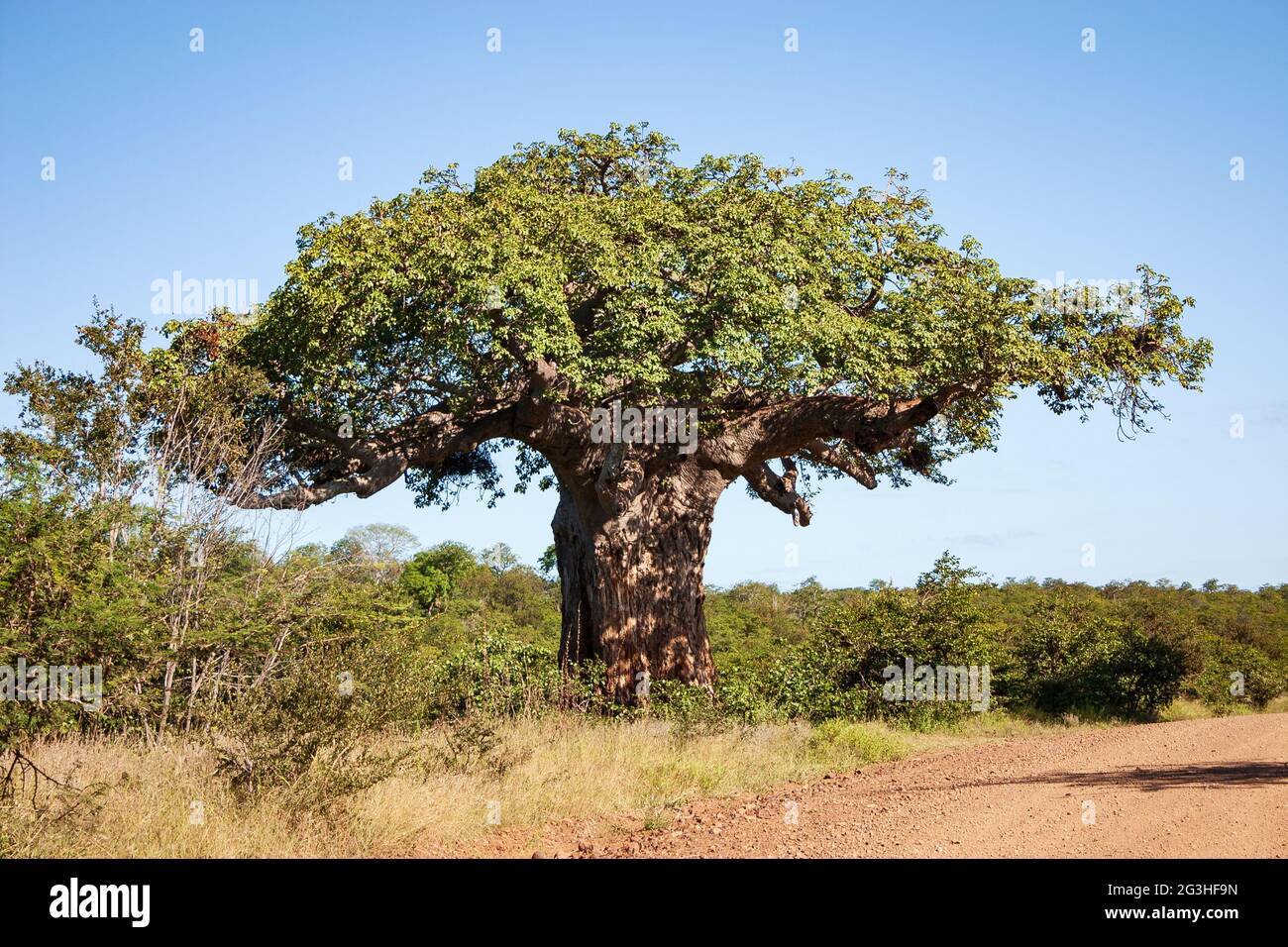 Von Wielligh's Baobab, a big and famous baobab tree Adansonia digitata ...