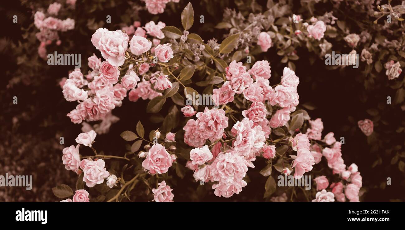 Nature wallpaper. Beautiful bush with flowers. Romantic flower backdrop ...