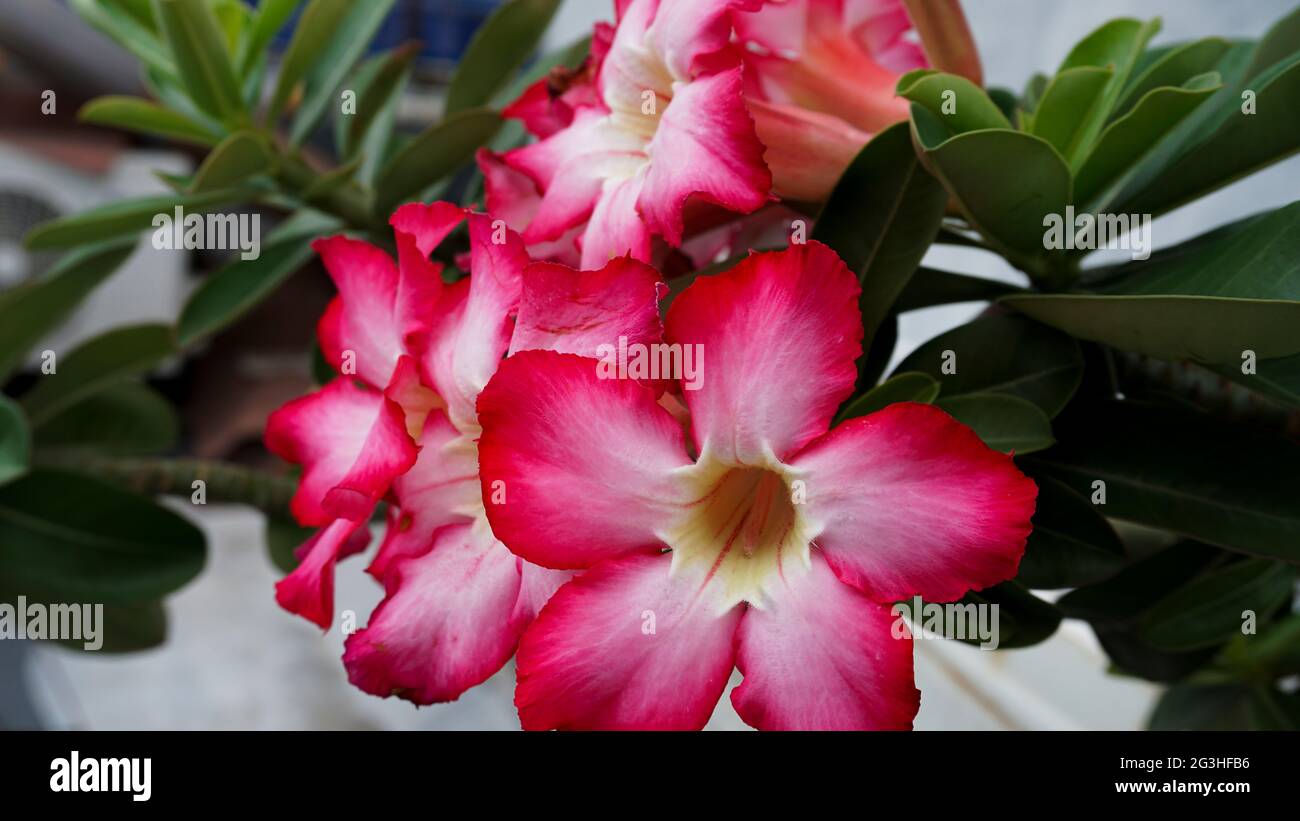 Beautiful deep pink orchid hi-res stock photography and images - Alamy