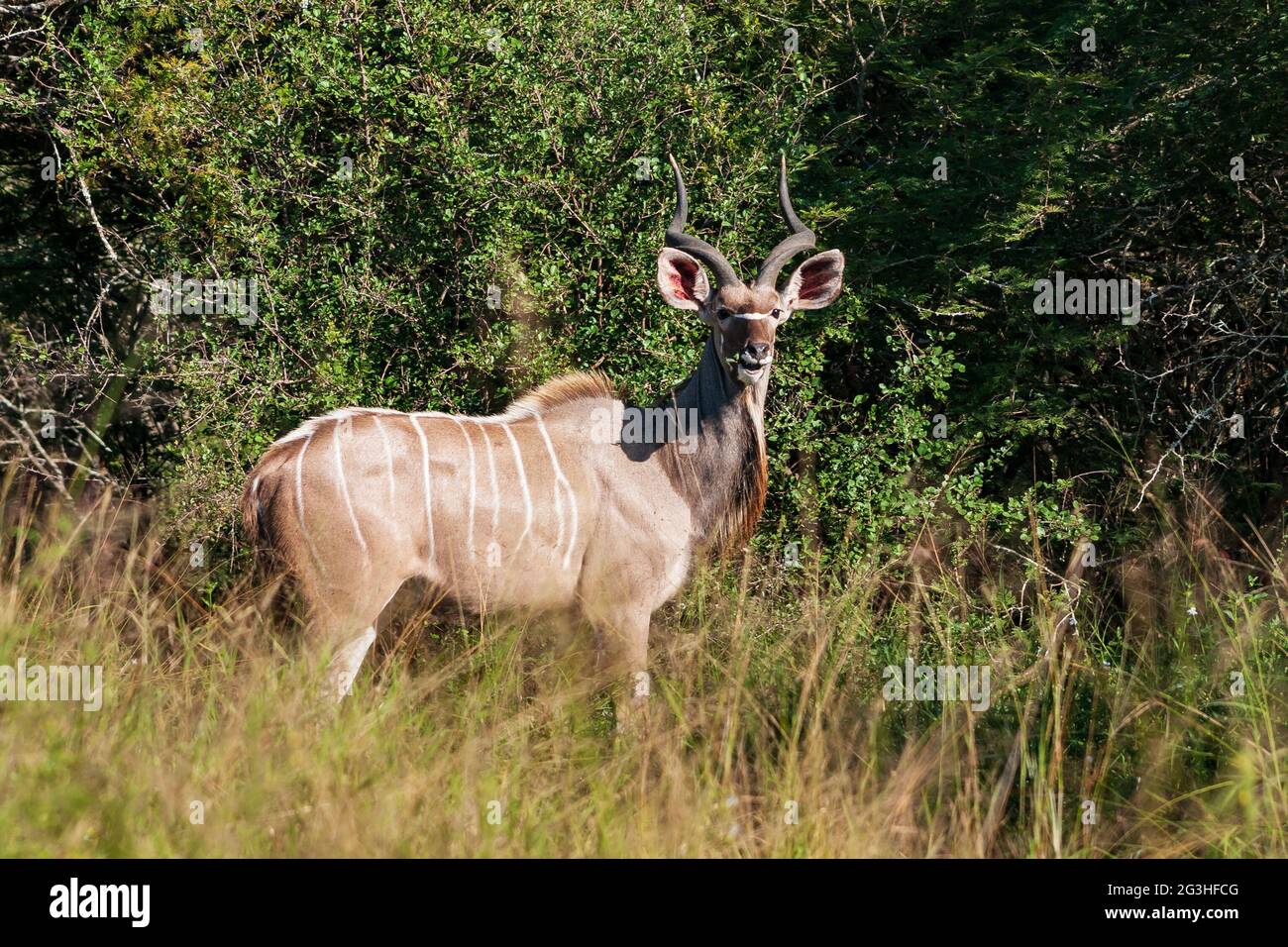 Male Greater kudu antelope bull Tragelaphus strepsiceros in woodland of ...