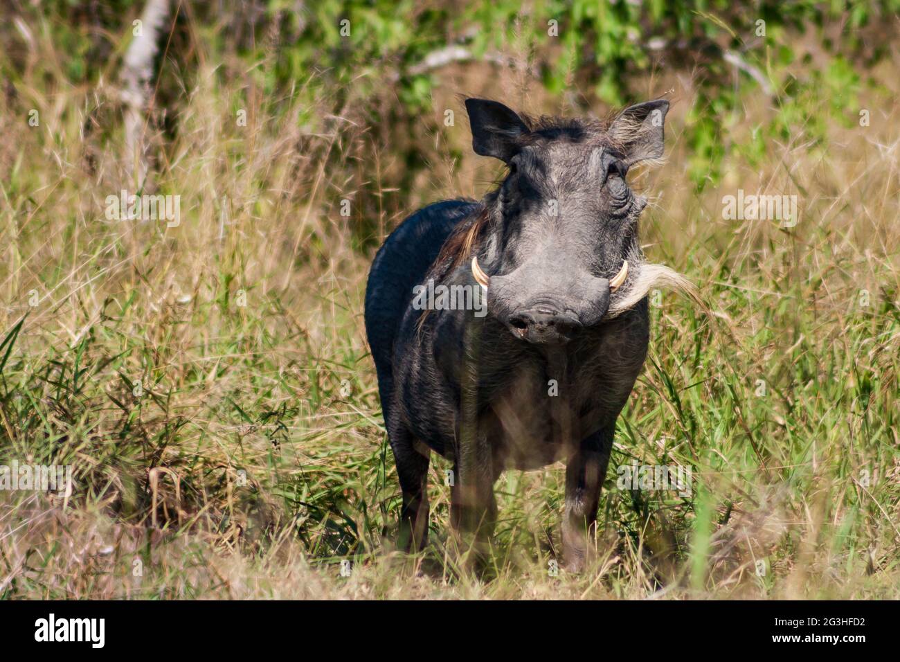 Front view of a common warthog Phacochoerus africanus standing on grass ...